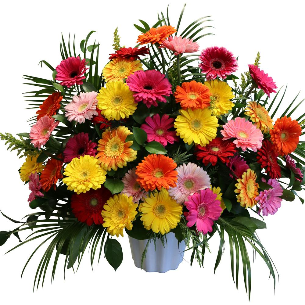 Gerbera Daisy Funeral Basket in Boston, MA | Central Square Florist