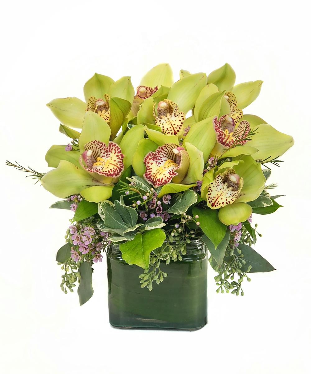 Lovely Orchids Arrangement in Cambridge, MA - Central Square Florist